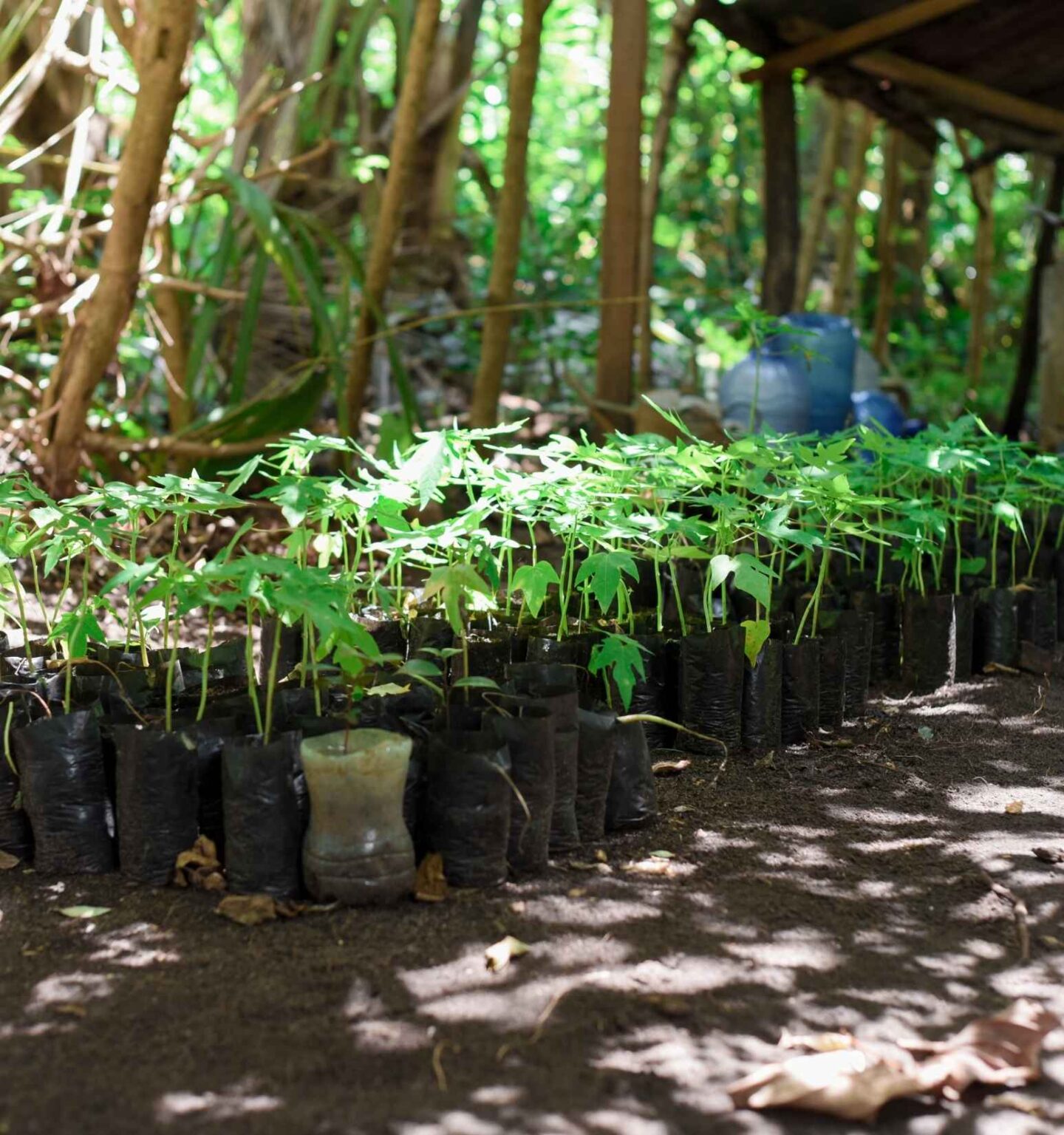 Msonge Organic Family Farm