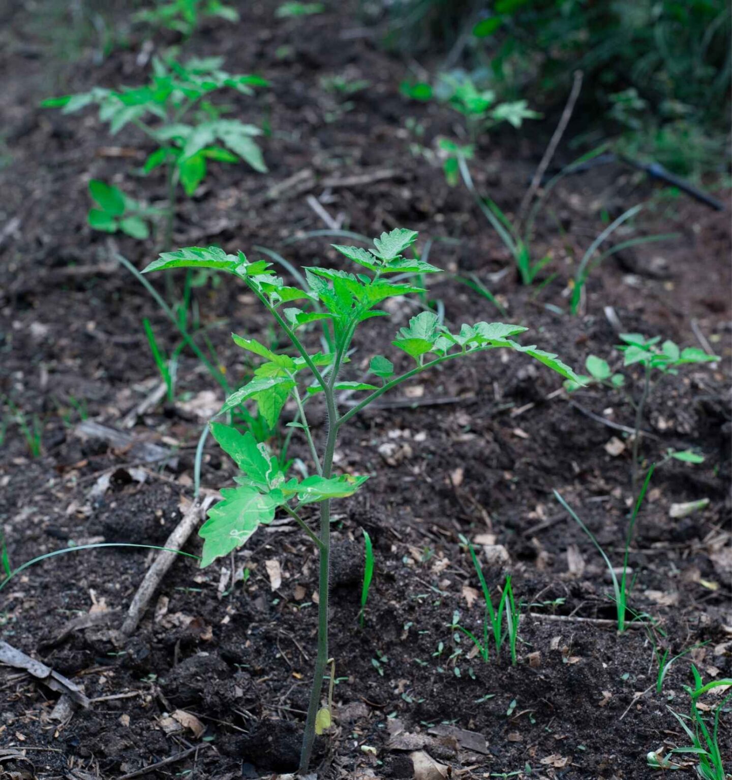 Msonge Organic Family Farm